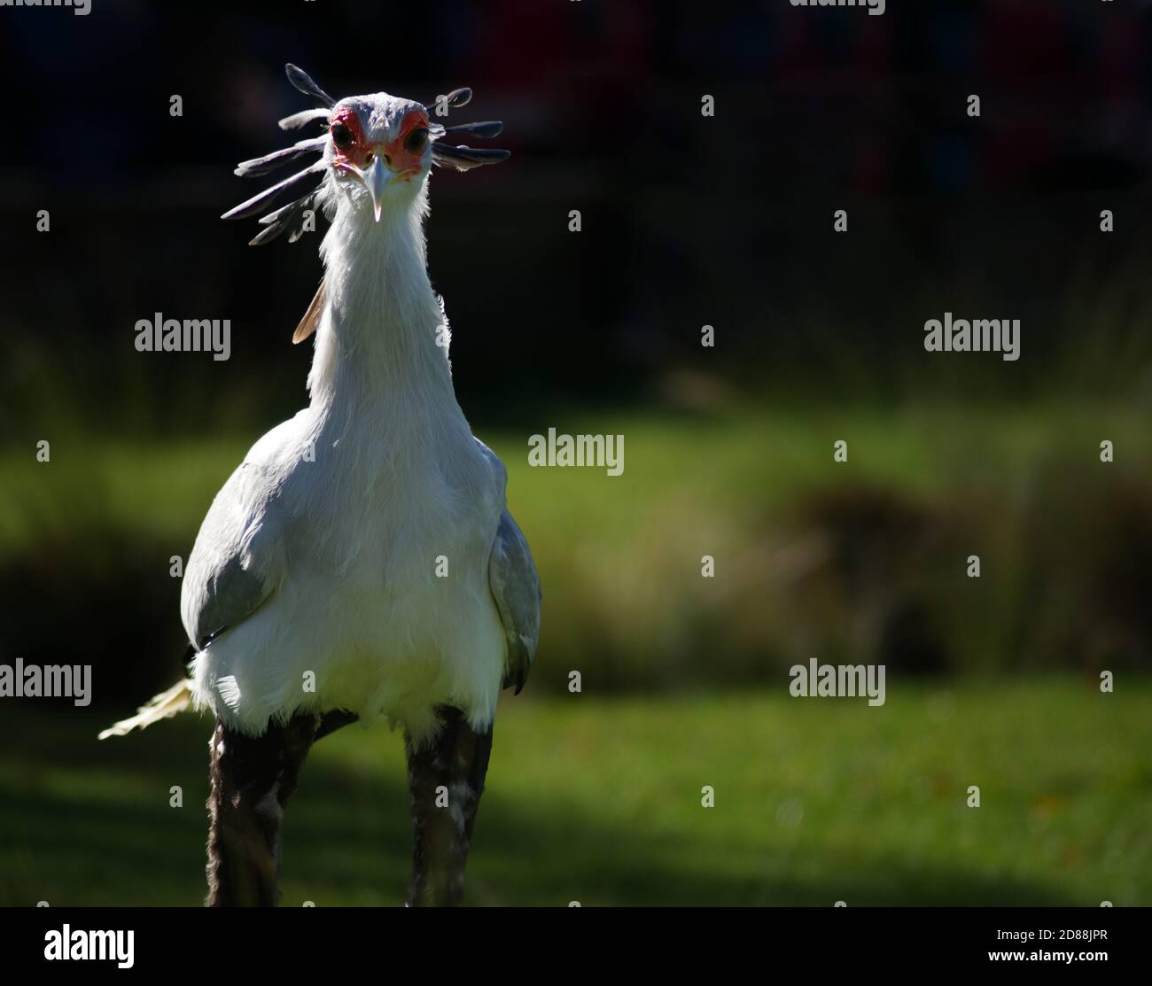 Secretary bird sagittarius serpentarius wild hi-res stock photography ...