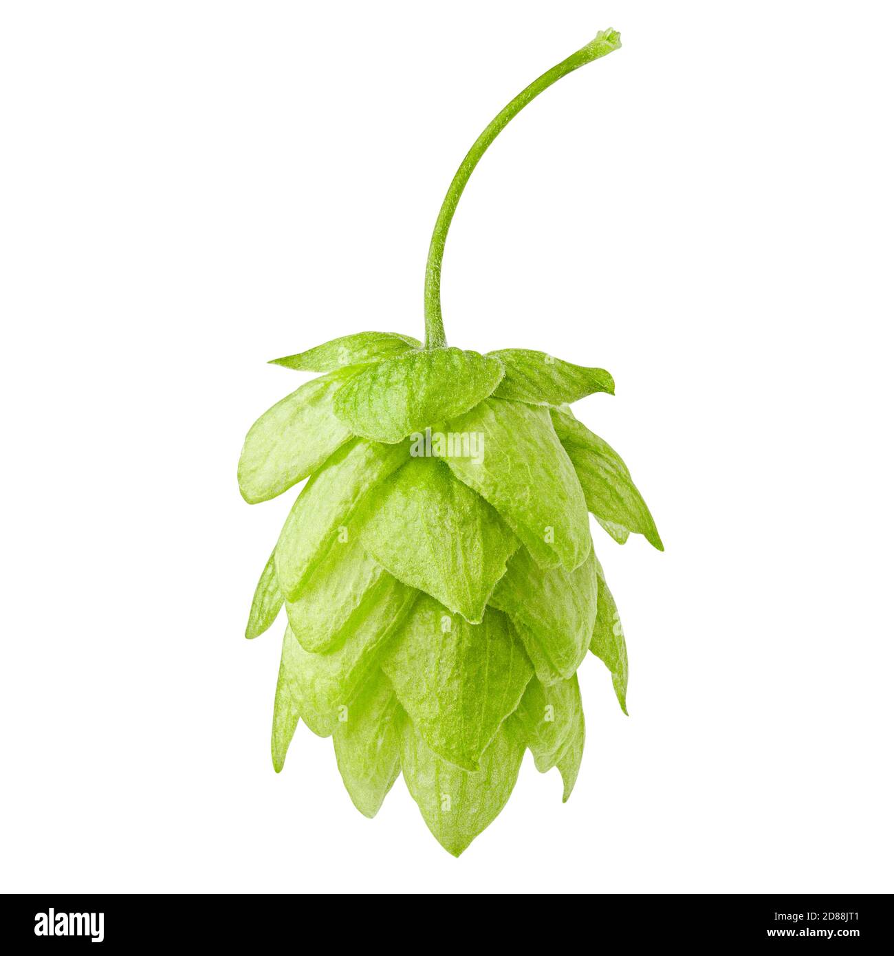 green hop, isolated on white background, clipping path, full depth of ...
