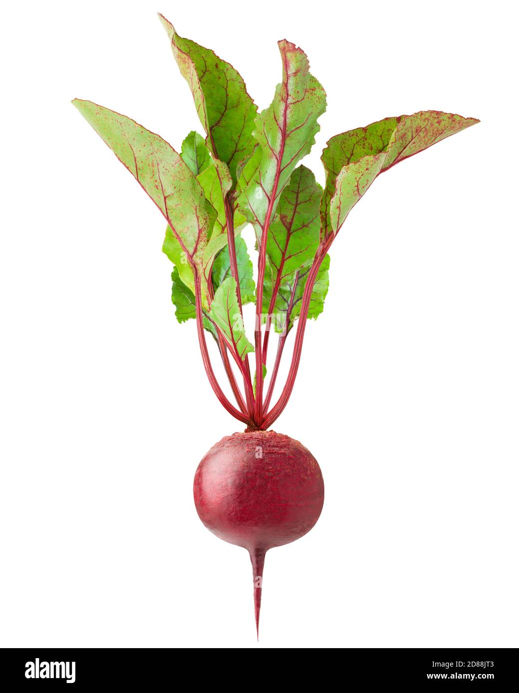 beetroot isolated on white background, clipping path, full depth of ...