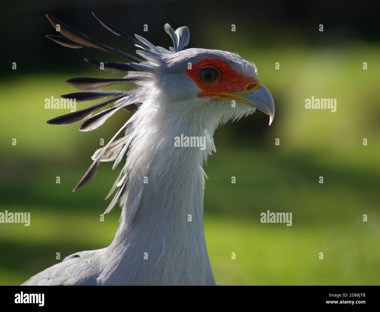 secretary bird close up of face Stock Photo - Alamy