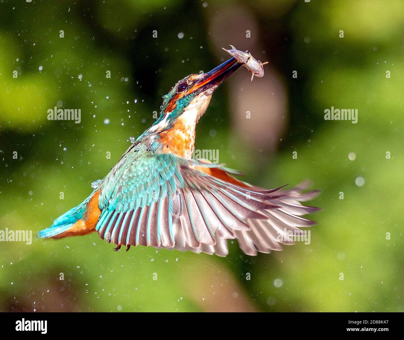 Flying Worm High Resolution Stock Photography and Images - Alamy