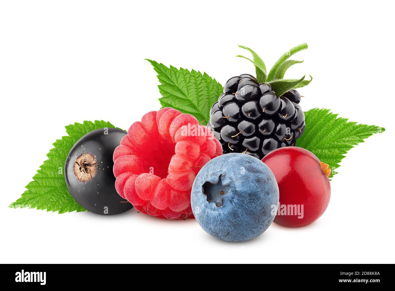 Berry forest hi-res stock photography and images - Alamy