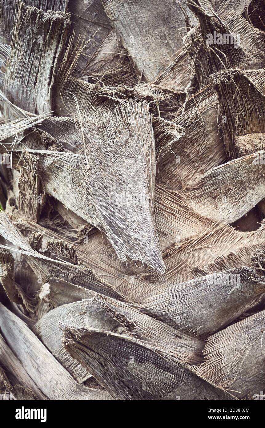 Abstract tree texture hi-res stock photography and images - Alamy