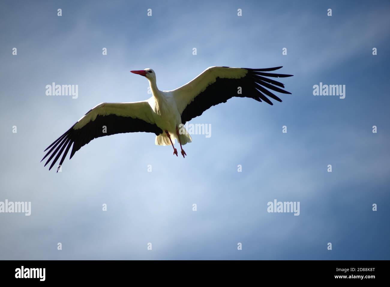 white stork in flight close up Stock Photo - Alamy