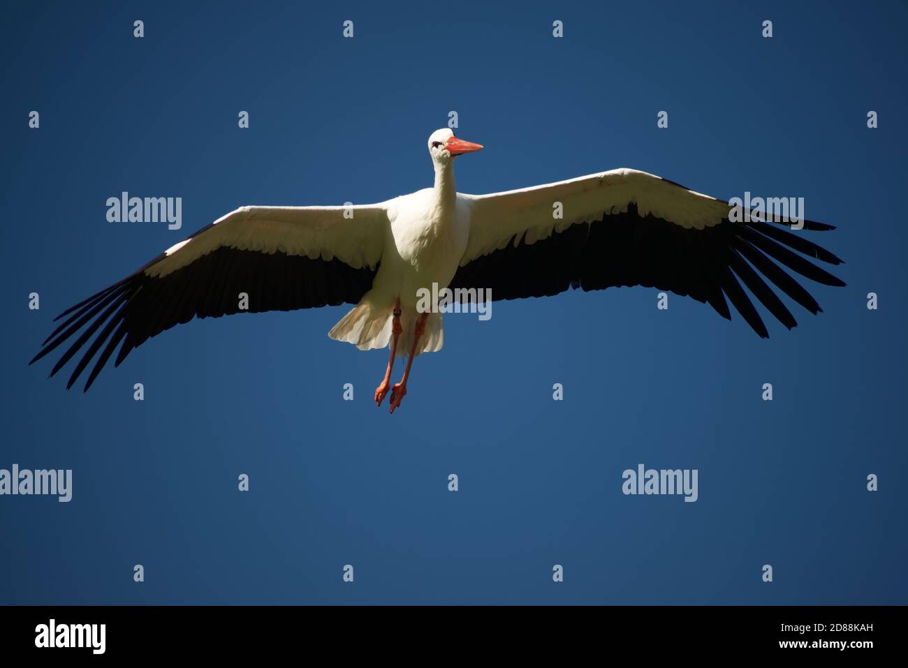 Stork in the air hi-res stock photography and images - Alamy