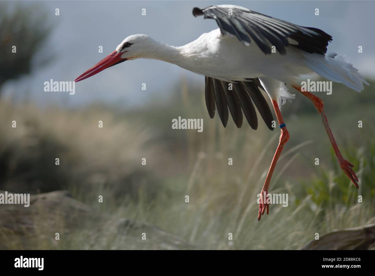 Stork in flight hi-res stock photography and images - Alamy