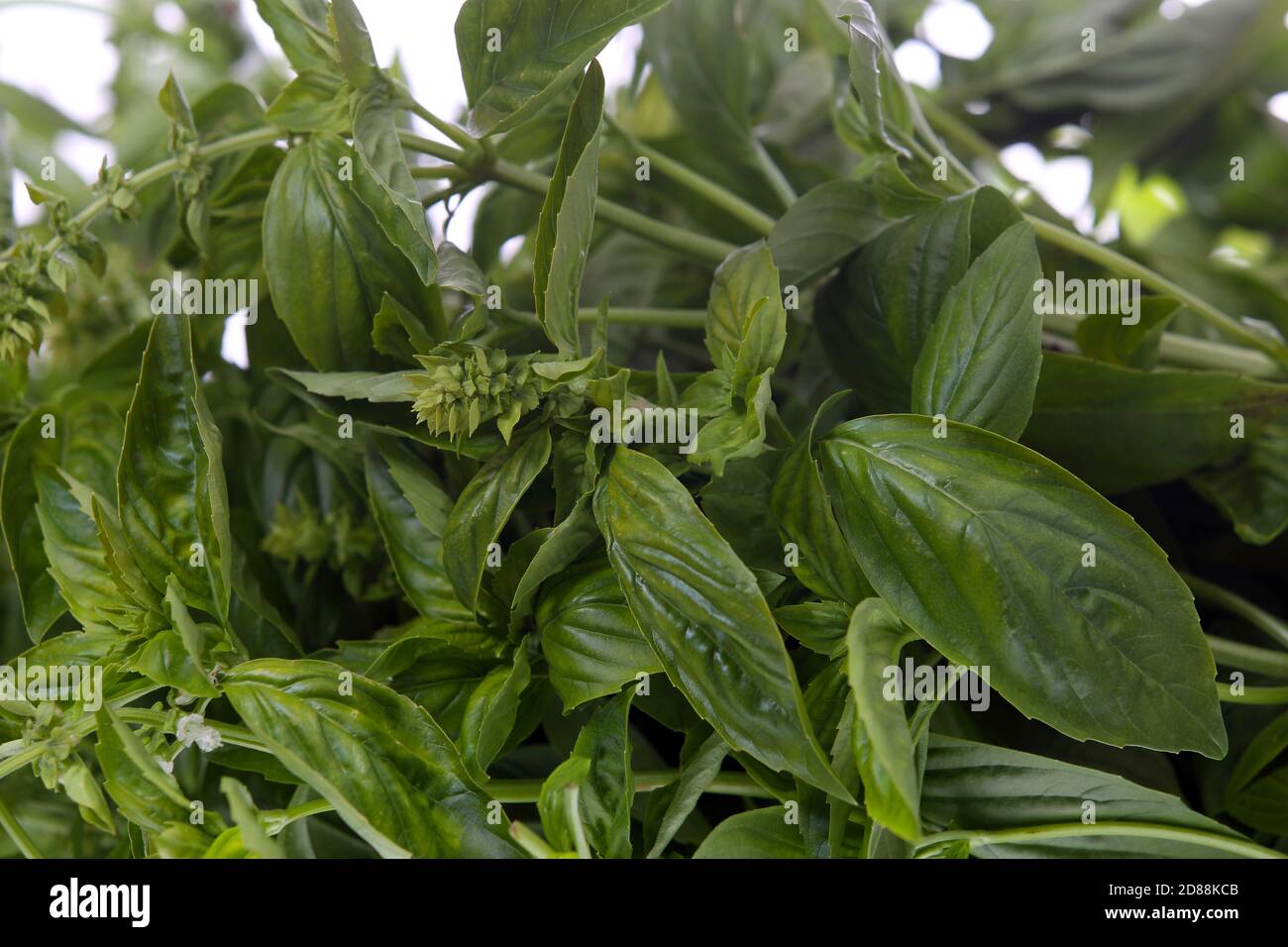 organic farming - fresh basil plants Stock Photo - Alamy