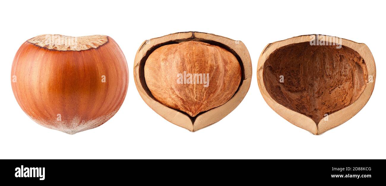 hazelnut half isolated on white background, clipping path, full depth ...