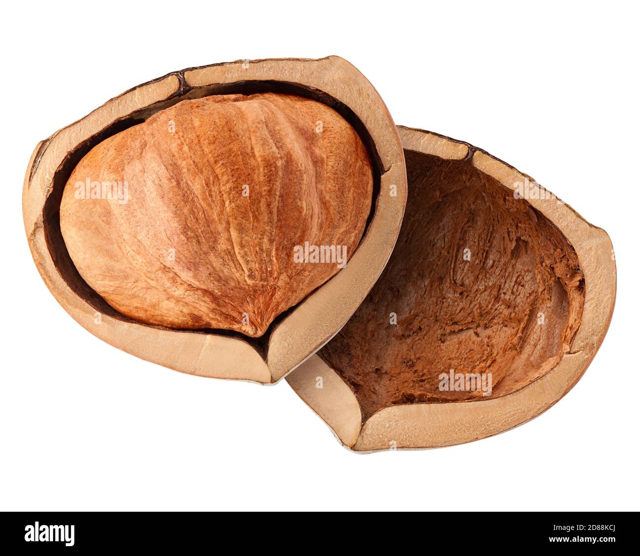 hazelnut half isolated on white background, clipping path, full depth ...