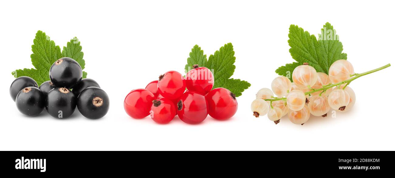 Black, red and white currant isolated on white background, clipping ...