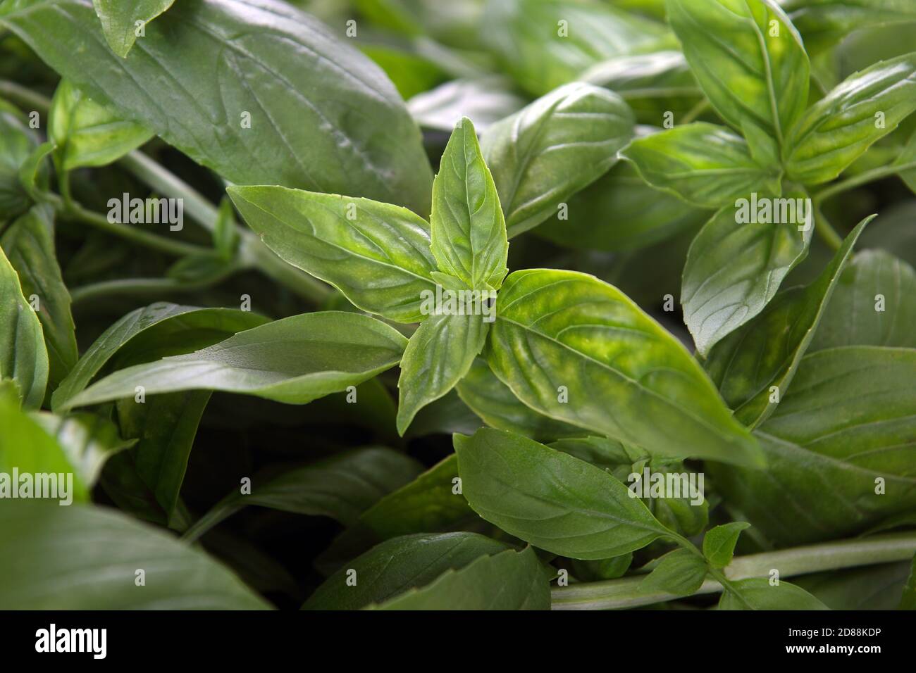 organic farming - fresh basil plants Stock Photo - Alamy