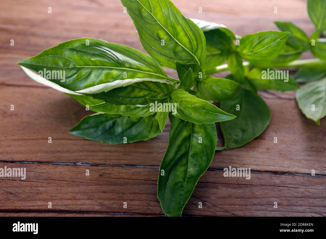 organic farming - fresh basil plants Stock Photo - Alamy