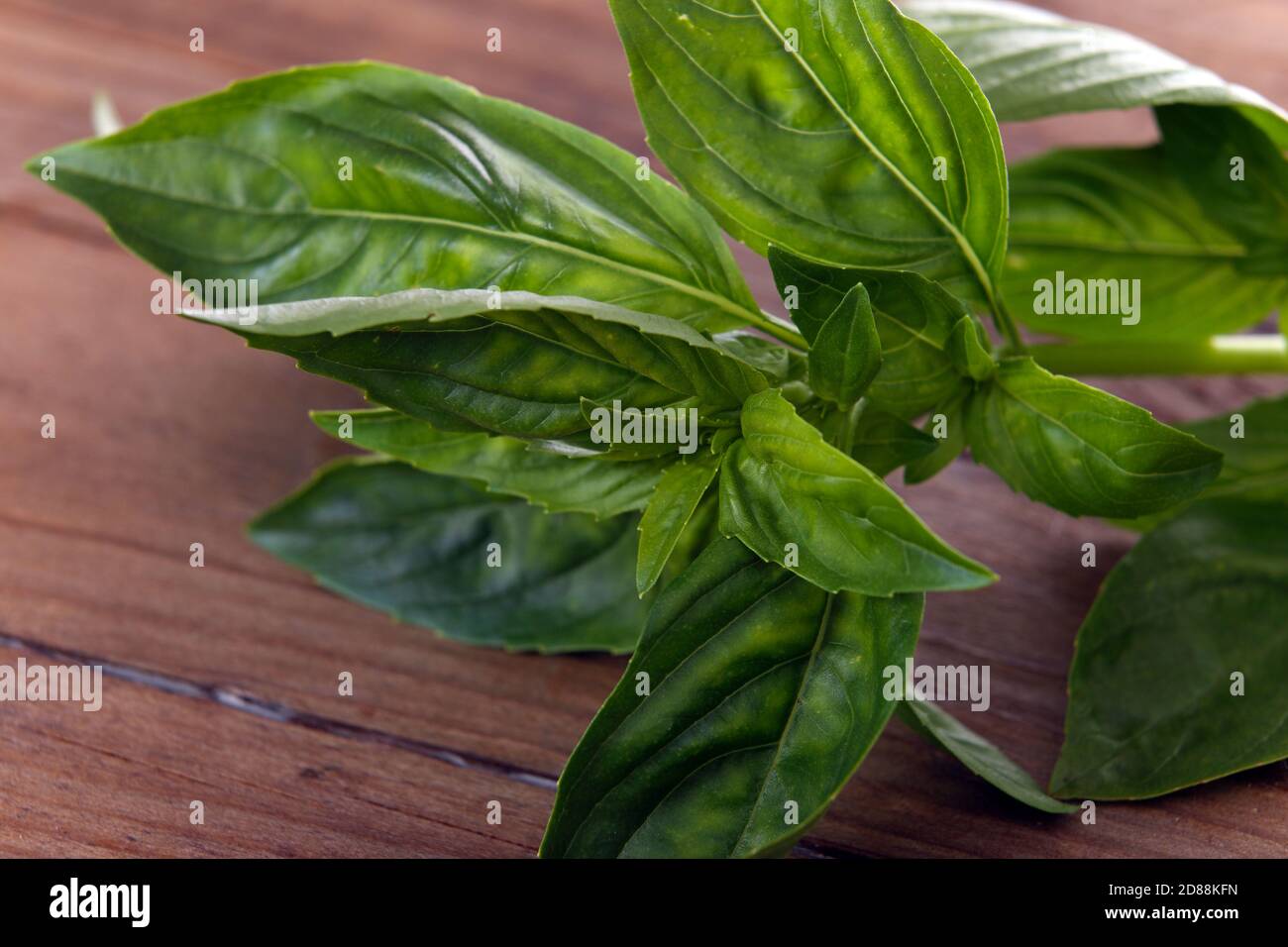 organic farming - fresh basil plants Stock Photo - Alamy