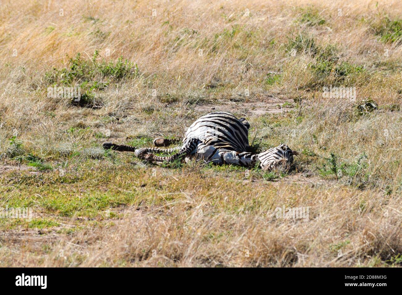 Dead zebra hi-res stock photography and images - Alamy