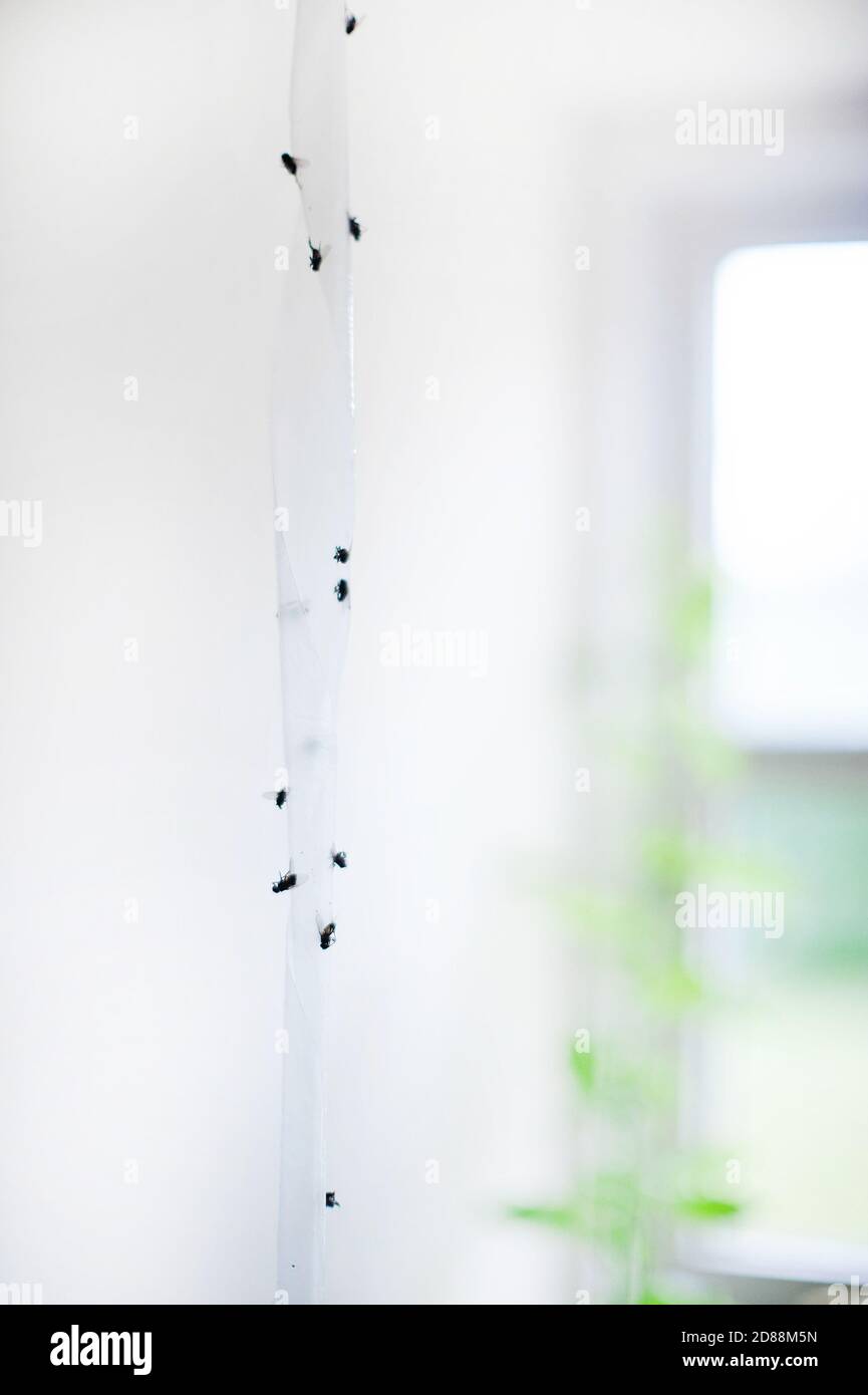 Flies on flypaper Stock Photo - Alamy