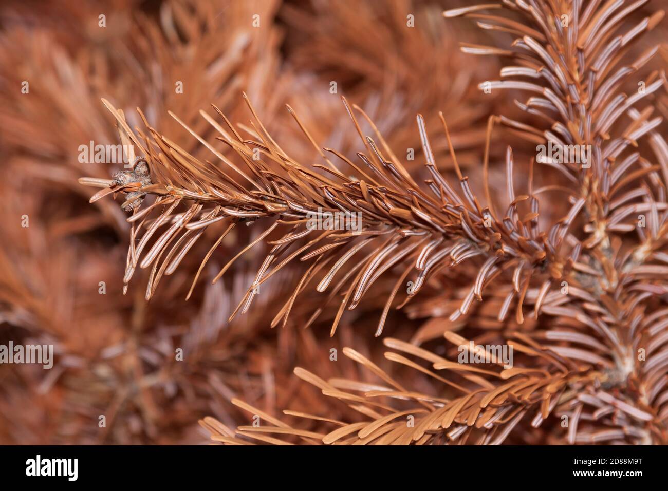 Dried conifers hi-res stock photography and images - Alamy