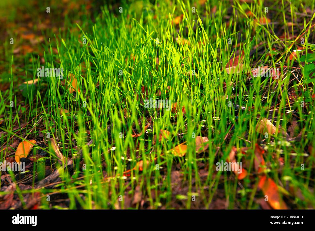Green grass and autumn leaves Stock Photo - Alamy