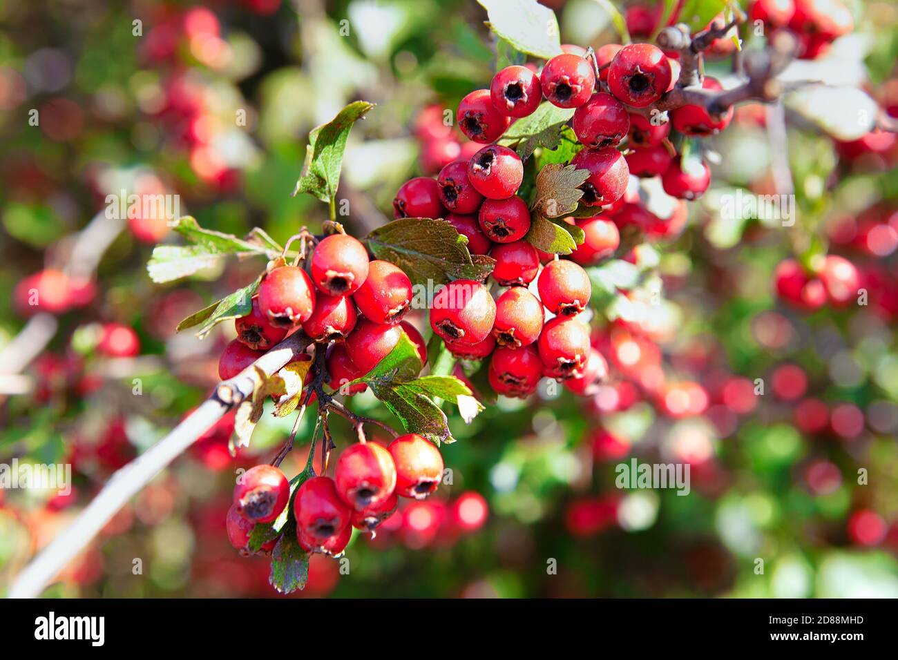 Red berries of Hawthorn . Autumn nature background Stock Photo - Alamy