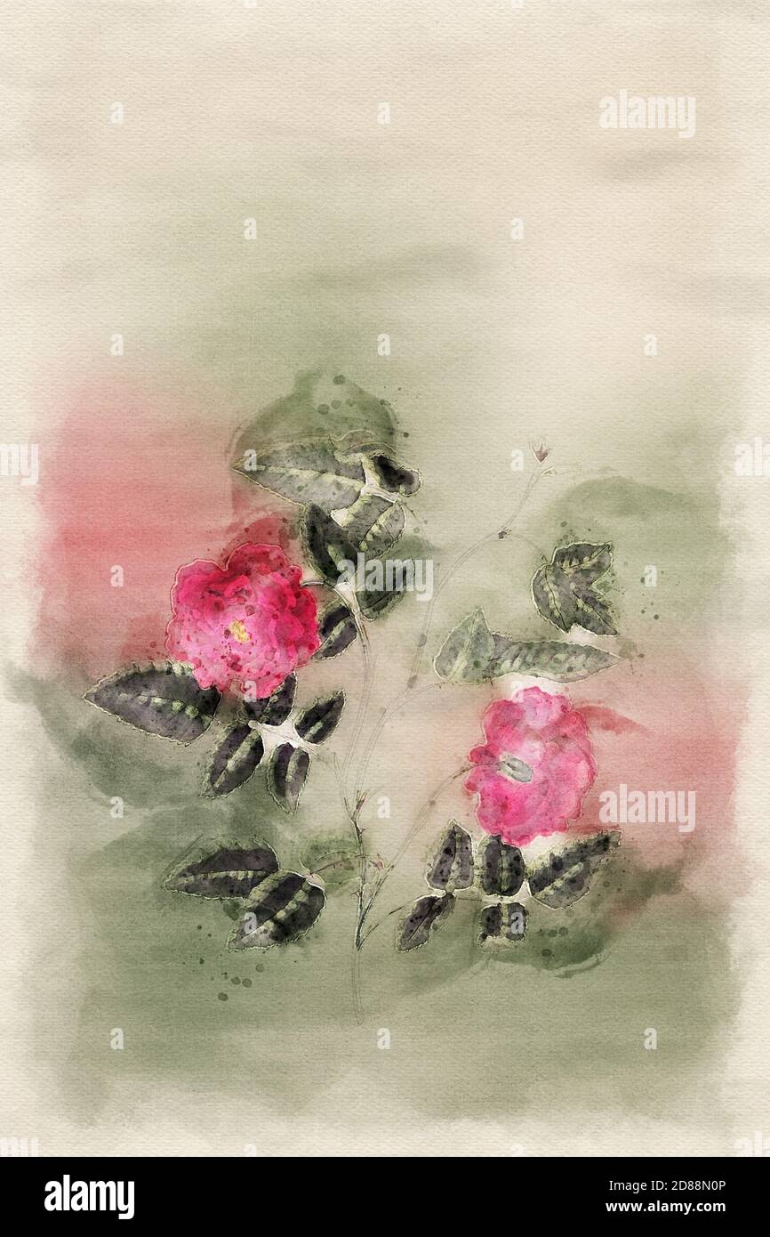 Semperflorens rose hi-res stock photography and images - Alamy