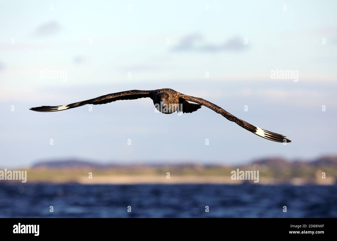 Great Skua, Stercorarius skua, in flight over the sea. They are also ...