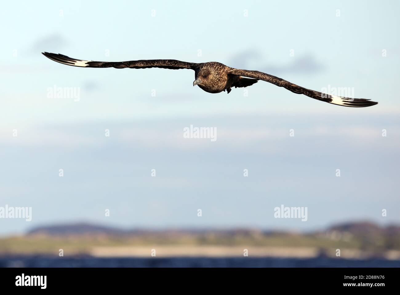 Great Skua, Stercorarius skua, in flight off the coat of the Isle of ...