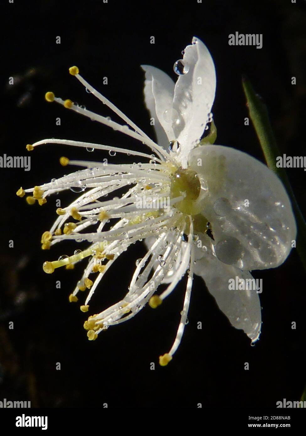 Prunus mume botanical hi-res stock photography and images - Alamy