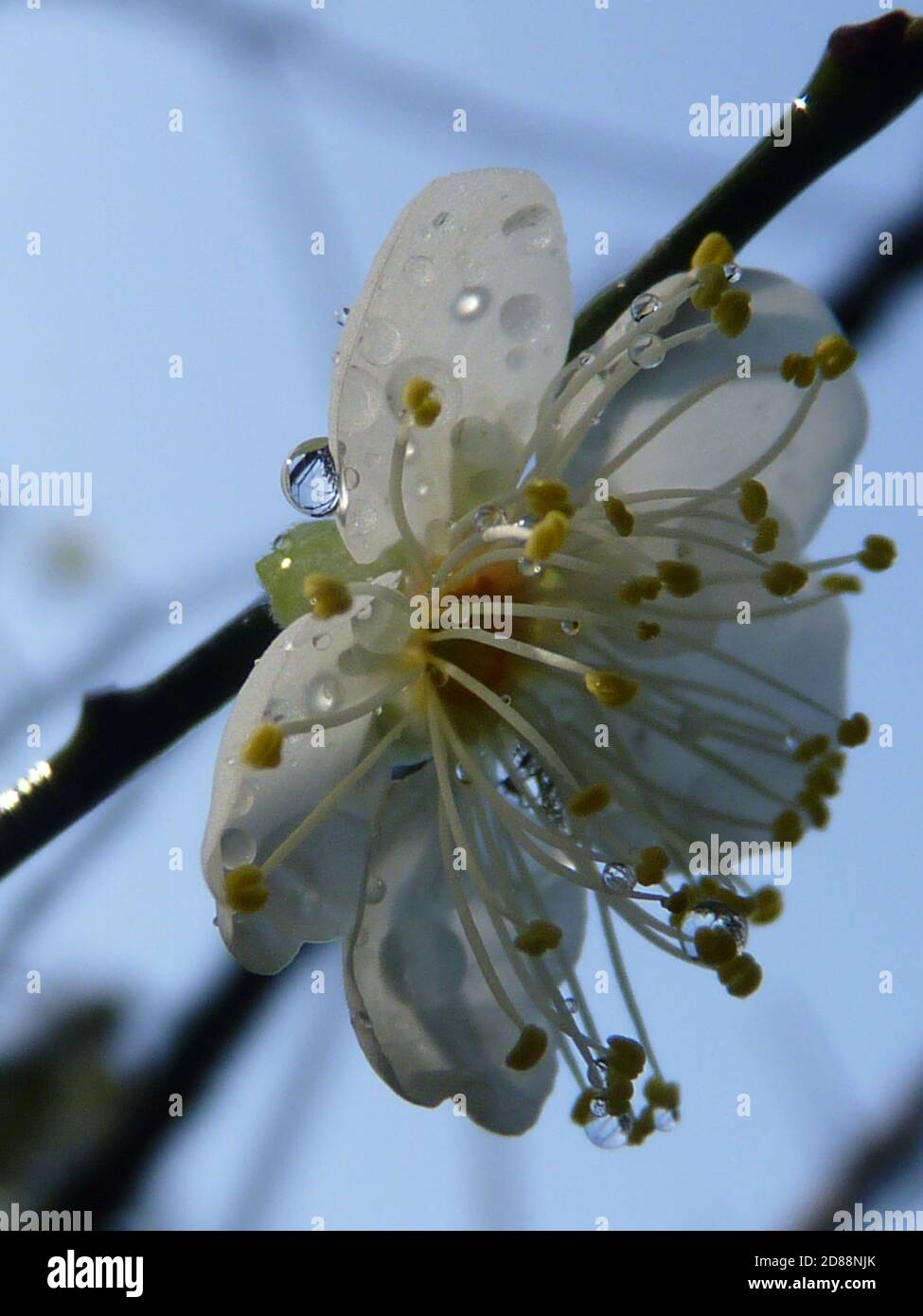 Closeup vertical shot of a single beautiful Prunus mume flower with ...