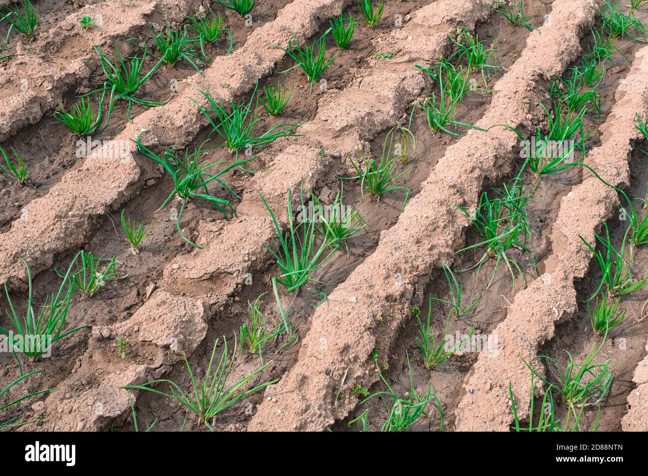 Plants and environment in the background with green onions hi-res stock ...