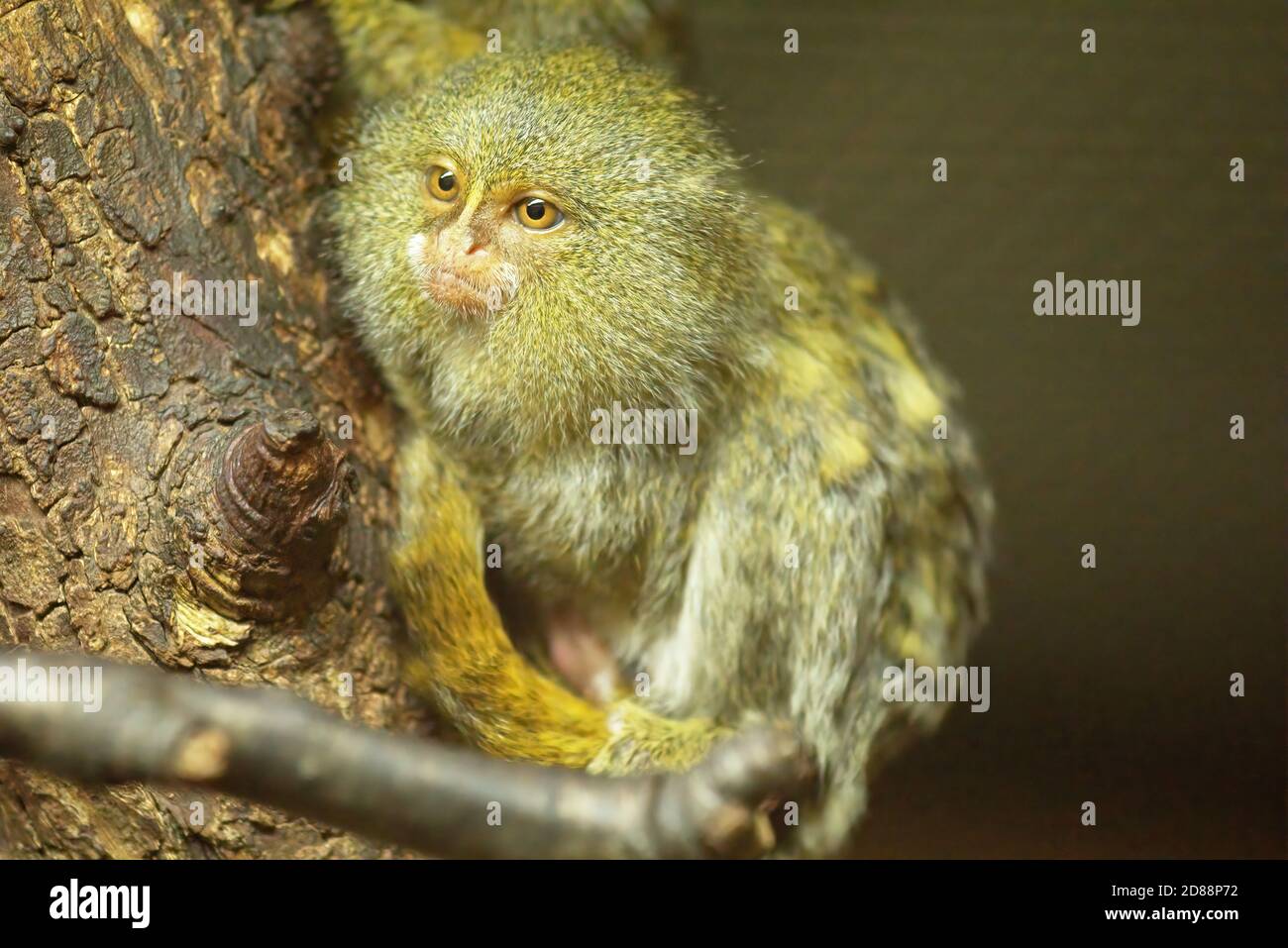 Monkey pygmy marmoset hi-res stock photography and images - Alamy