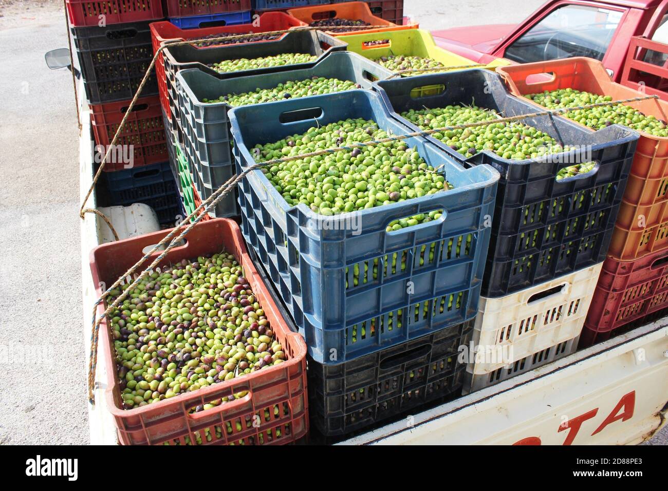 Olives harvested into plastic containers in the outskirts of Athens in ...