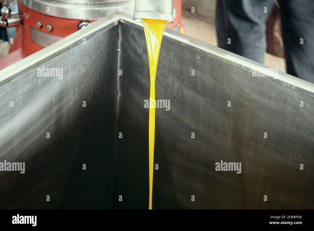 Extra virgin olive oil extraction process in olive oil mill in the ...