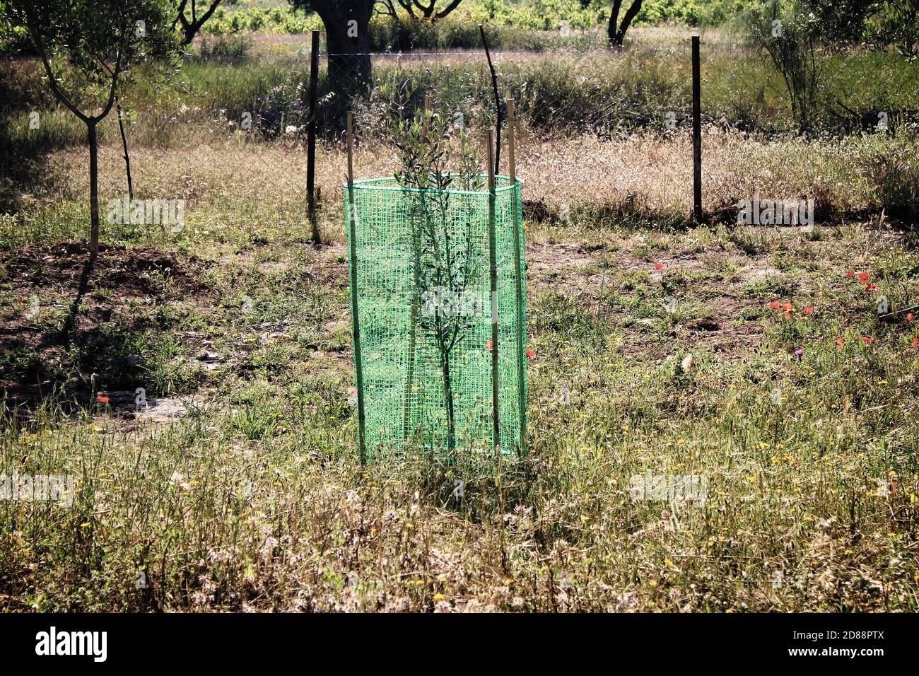 Small olive trees growing in olive grove in the outskirts of Athens in ...