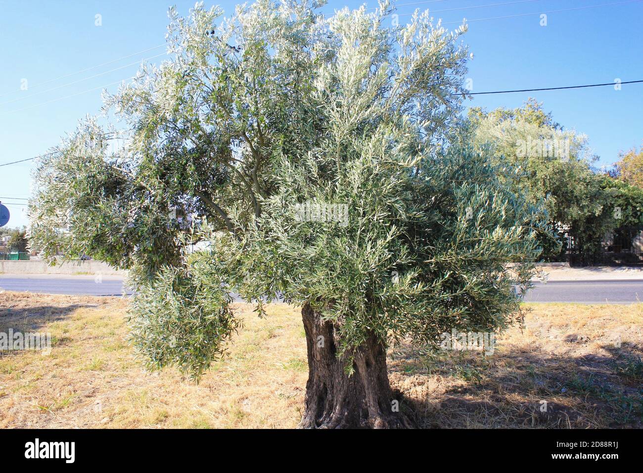 View of olive tree in a grove in the outskirts of Athens in Attica ...