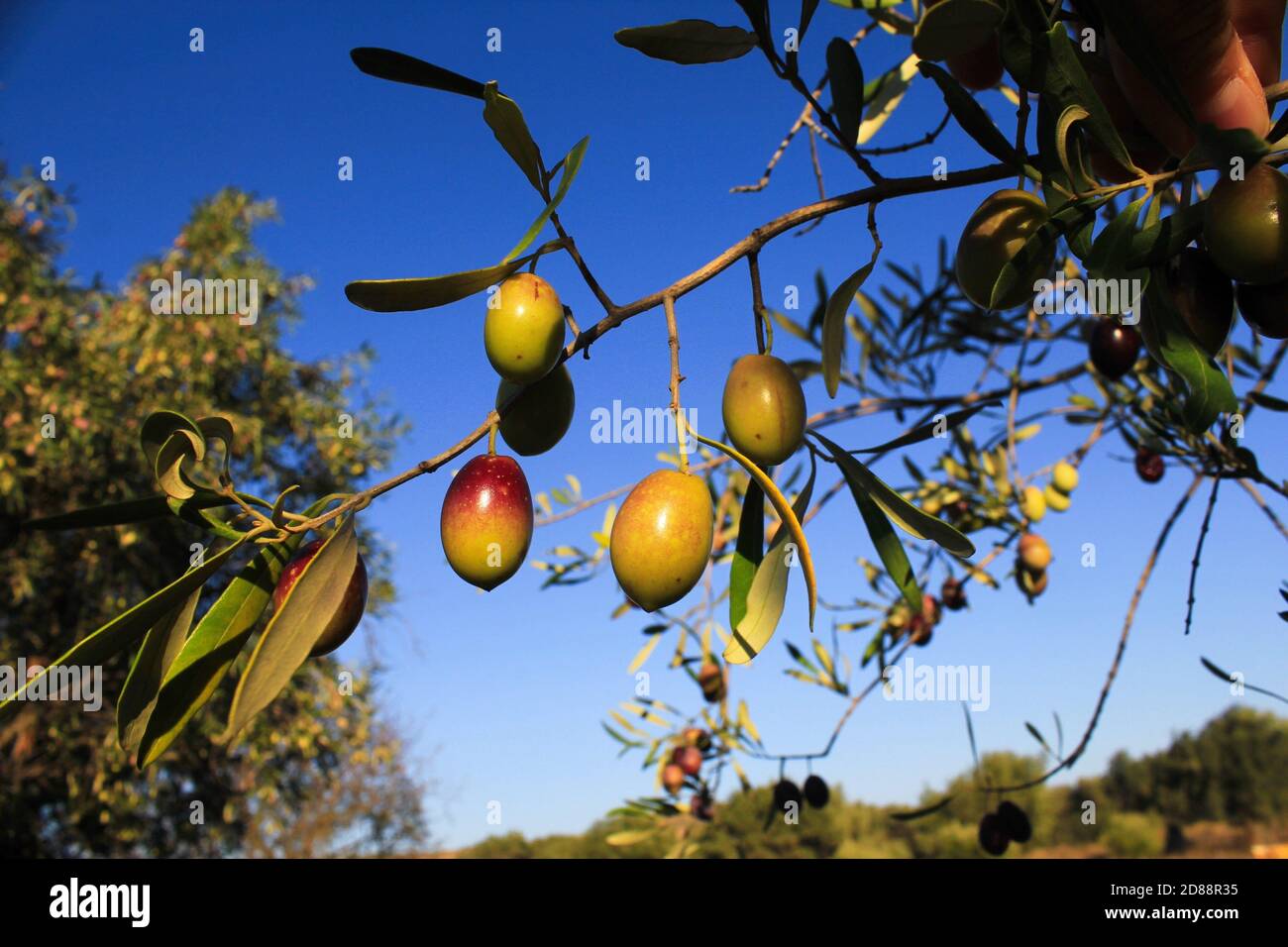 Olives growing on plant in olive grove hi-res stock photography and ...