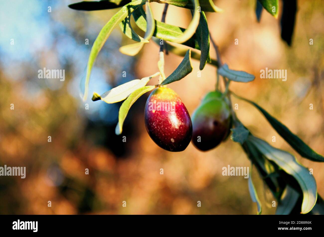 Olives growing on plant in olive grove hi-res stock photography and ...