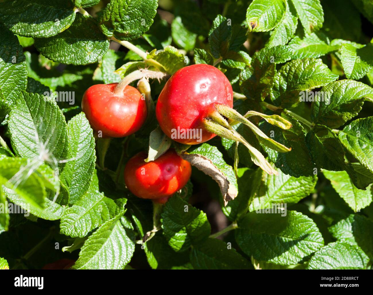 Rose and shrub food hi-res stock photography and images - Alamy