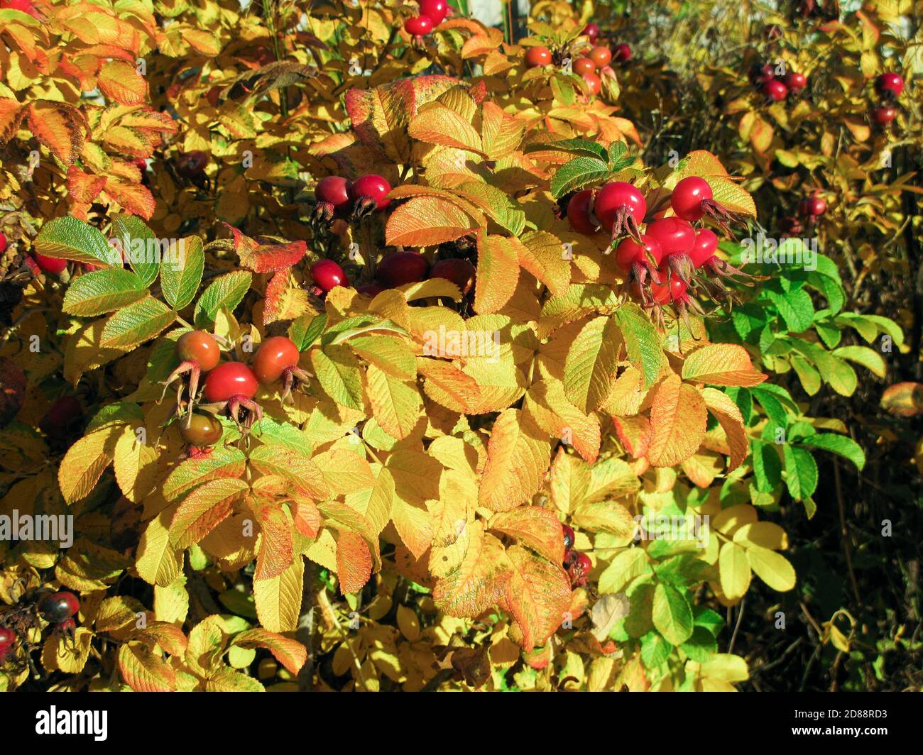 ROSE HIP Rosa rugosa at autumn Stock Photo - Alamy