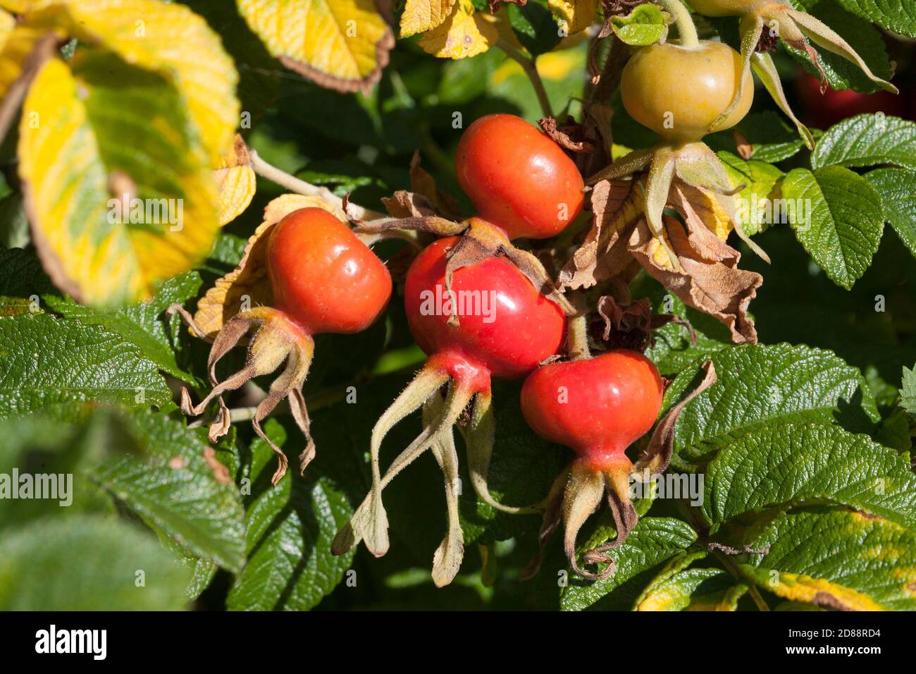 ROSE HIP Rosa rugosa at autumn Stock Photo - Alamy