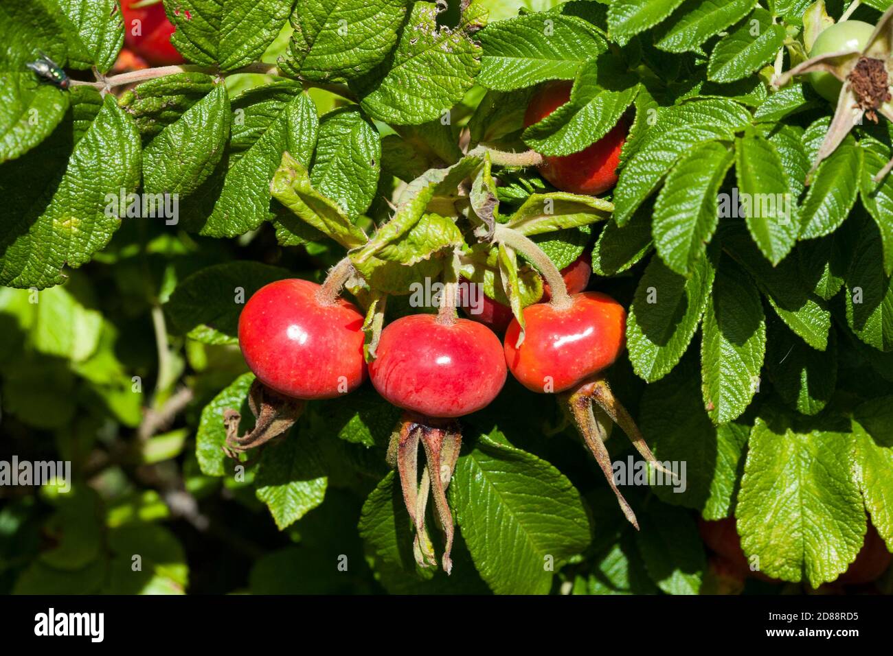 ROSE HIP Rosa rugosa at autumn Stock Photo - Alamy