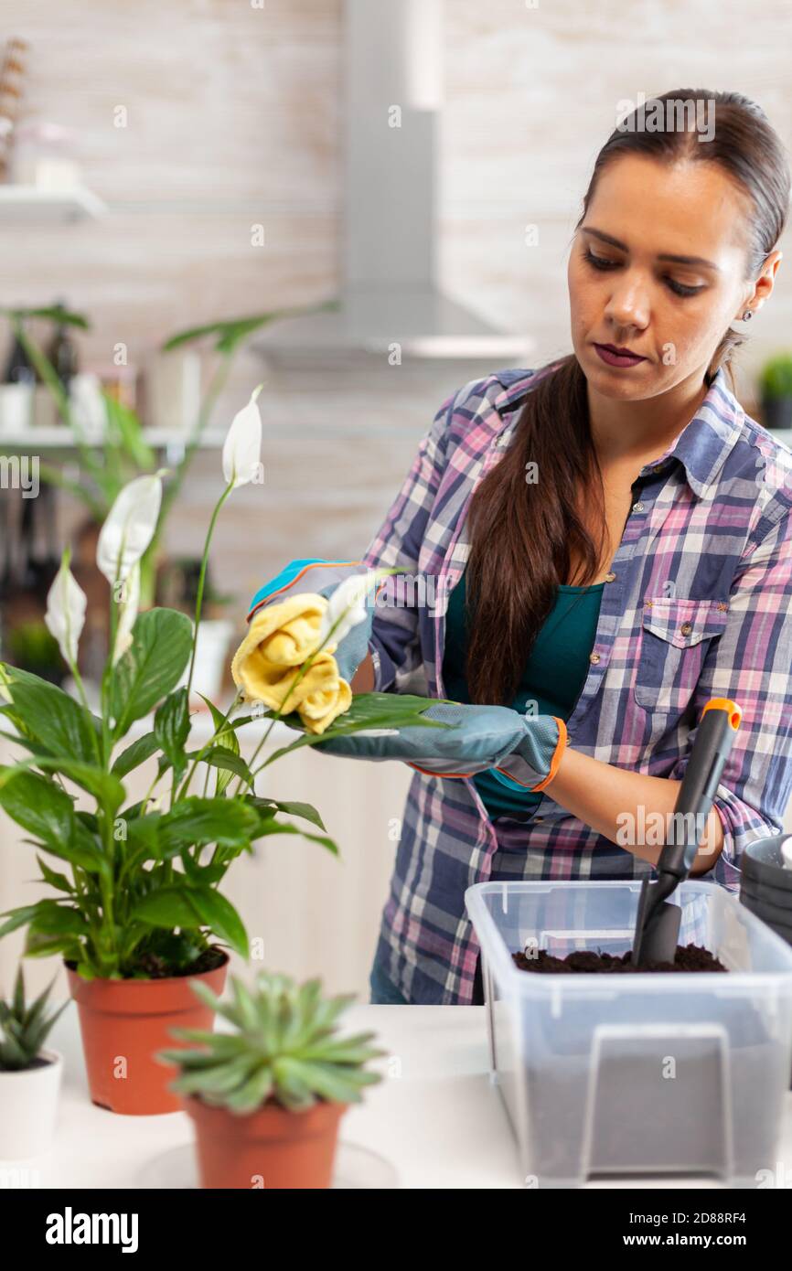 Cleaning showcase hi-res stock photography and images - Alamy