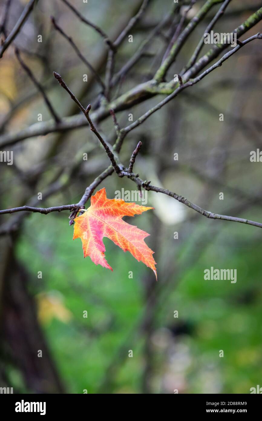 Silver Maple Twig