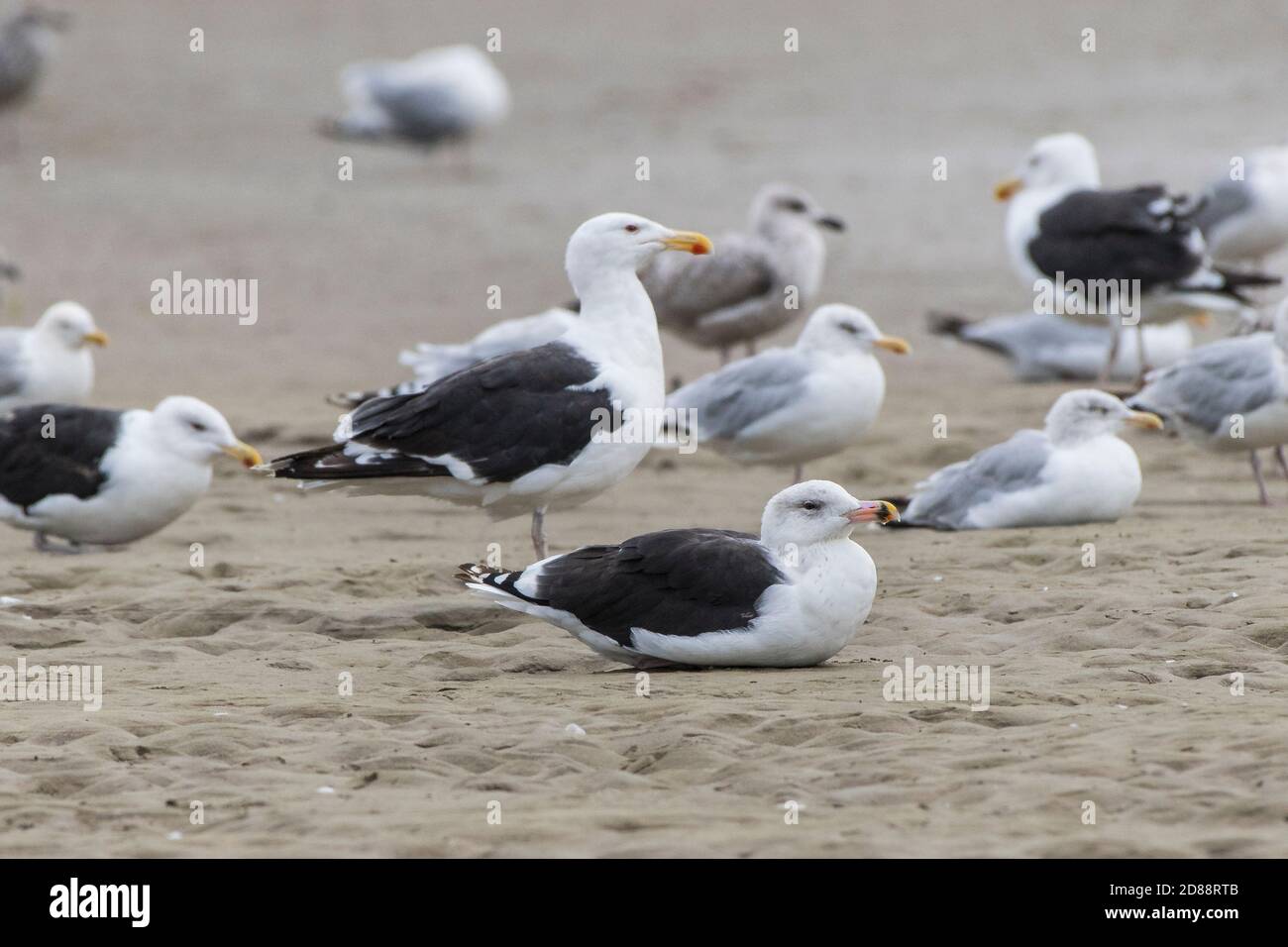 Great Black backed Gulls gathered at low tide on The Gannel in Newquay ...