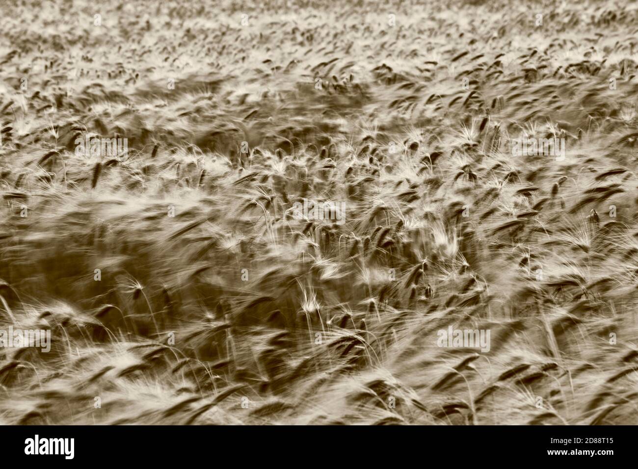 Wind blown Wheat field Cotswolds Gloucestershire Stock Photo - Alamy