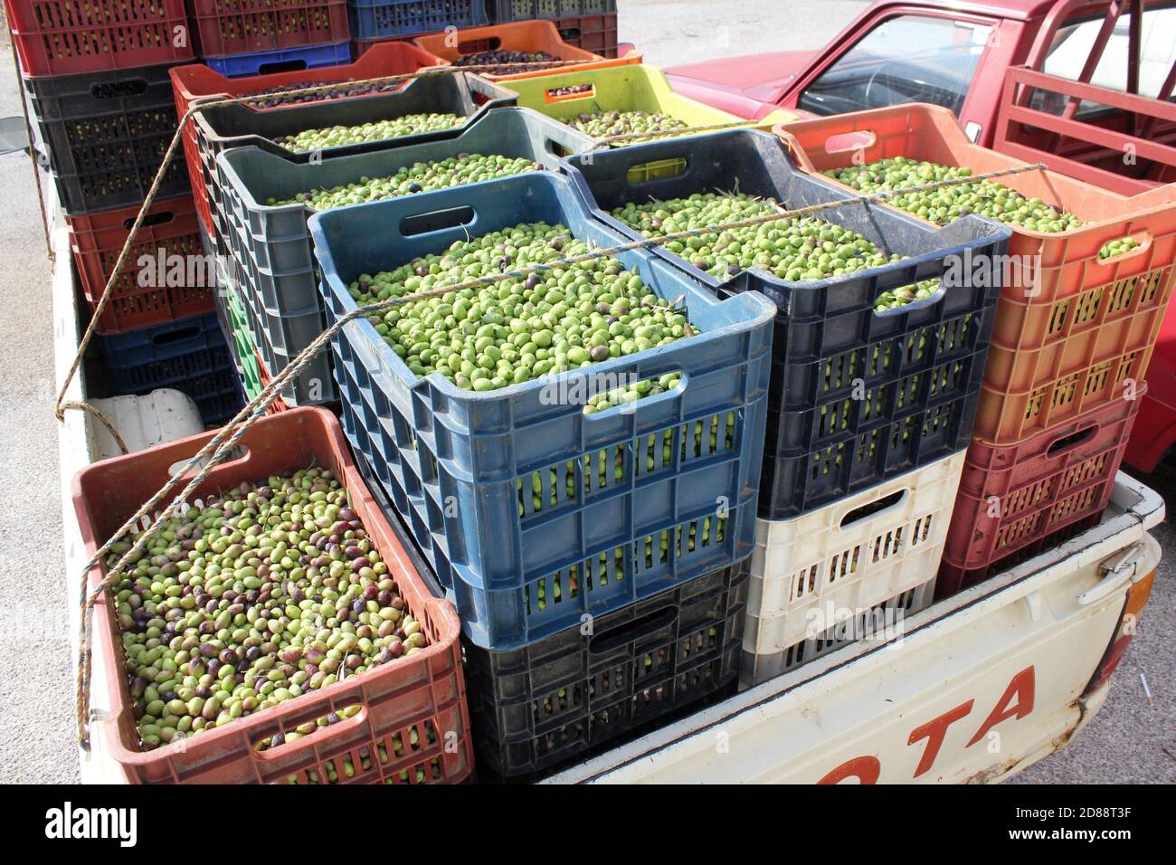 Olives harvested into plastic containers in the outskirts of Athens in ...