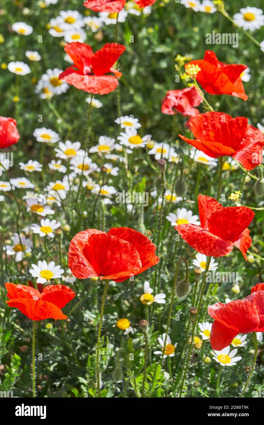 Poppy petal abstract hi-res stock photography and images - Alamy