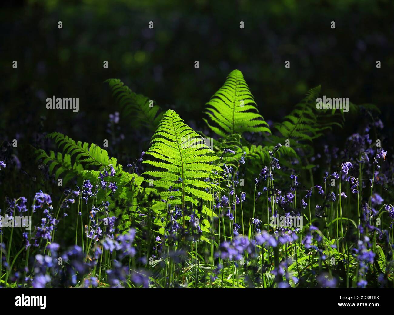 Sunlit ferns and bluebells Snowshill Woods cotswolds Gloucestedrshire ...