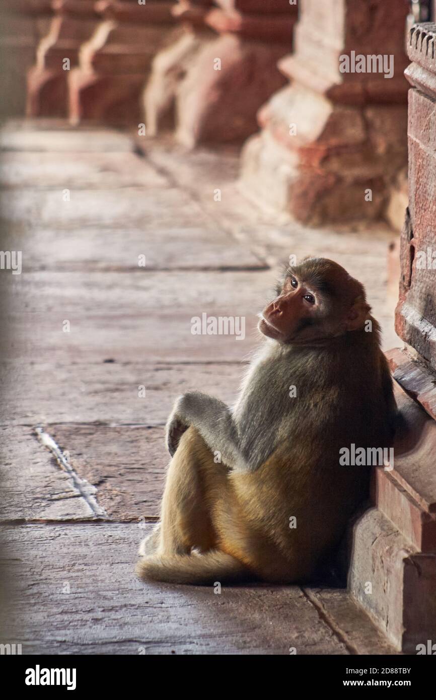 photography of monkey sitting in temple in india Stock Photo - Alamy