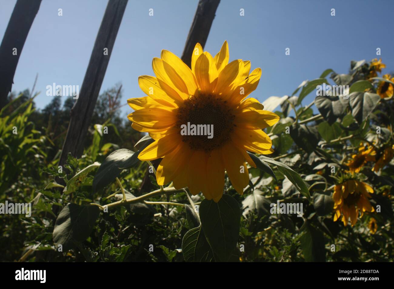 Nature farm with flowers in summer hi-res stock photography and images ...