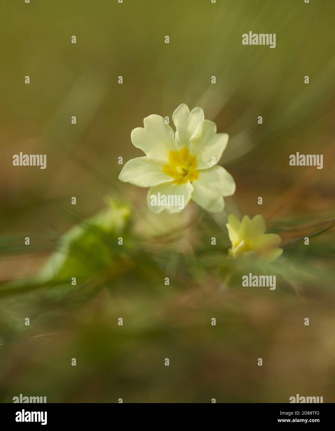 Primrose Flower- Low angle close up view of Primrose flower Broadway ...