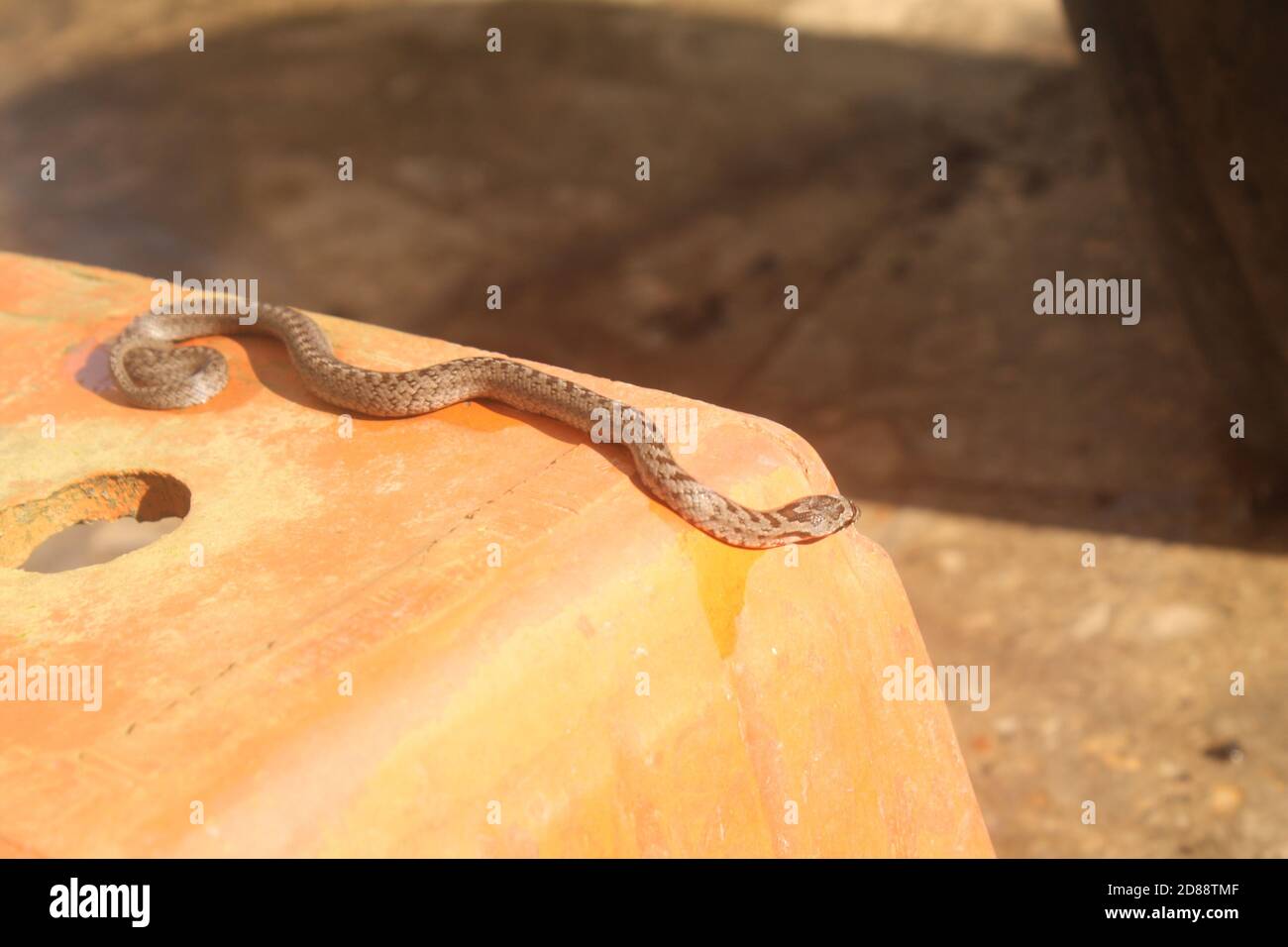 Small snake hi-res stock photography and images - Alamy